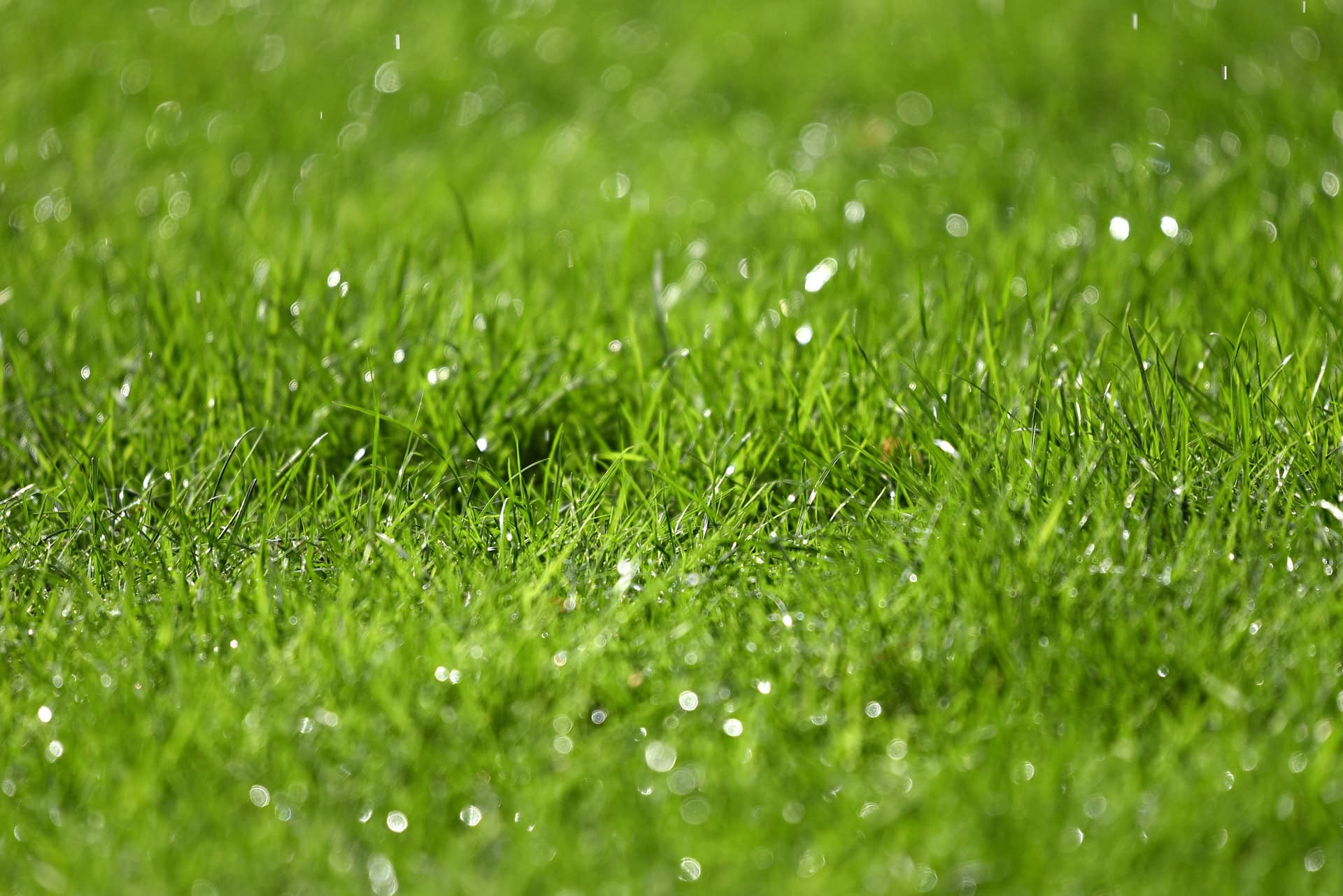 When To Start Primo Maxx II 2022 Greencastadvisory
