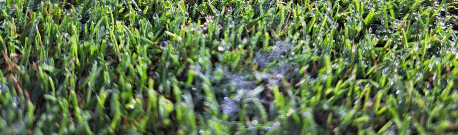 Dollar Spot Turf Disease > greencastadvisory.com